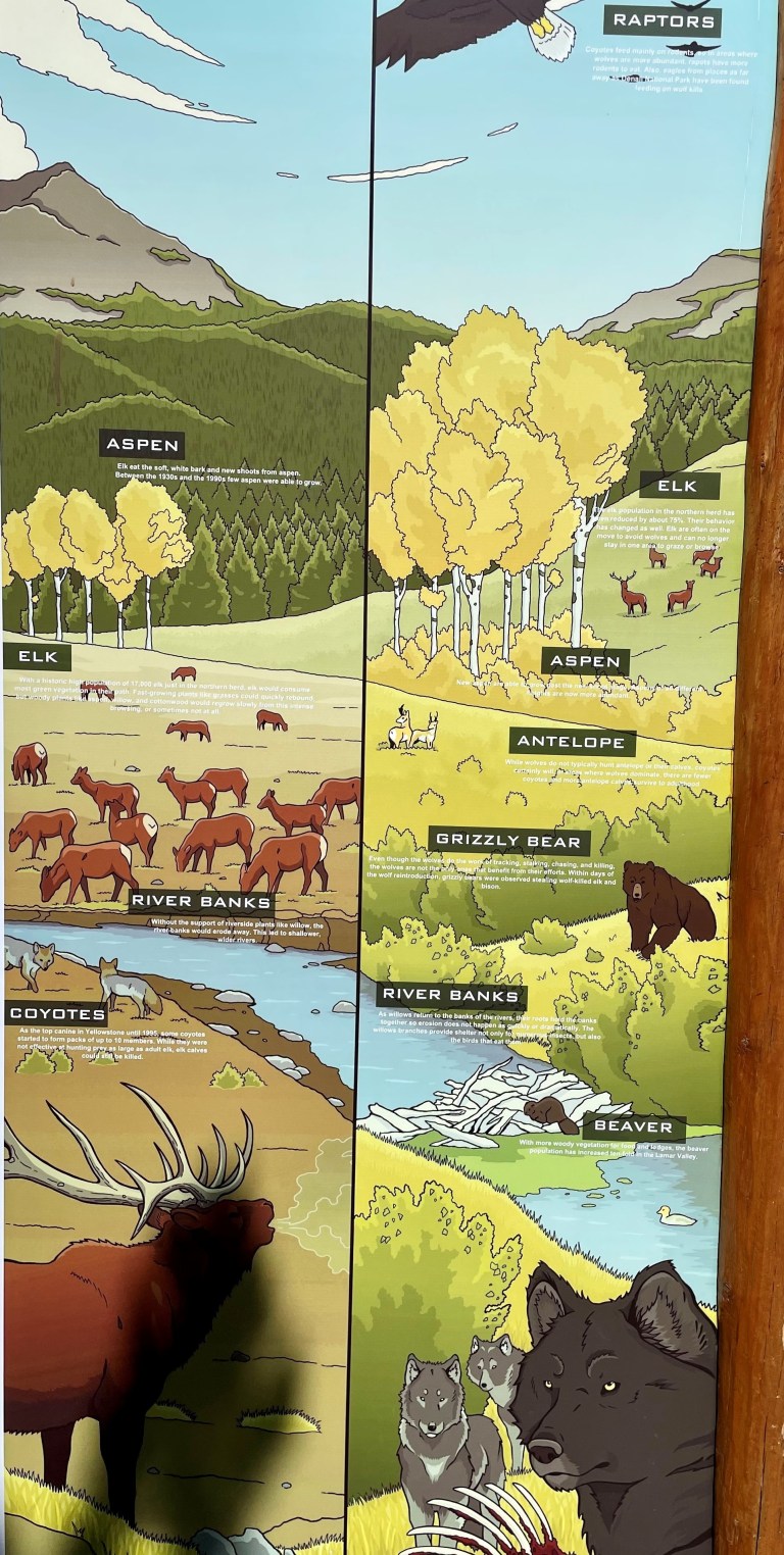The return of the wolves and understanding ecosystems – A Learning a Day