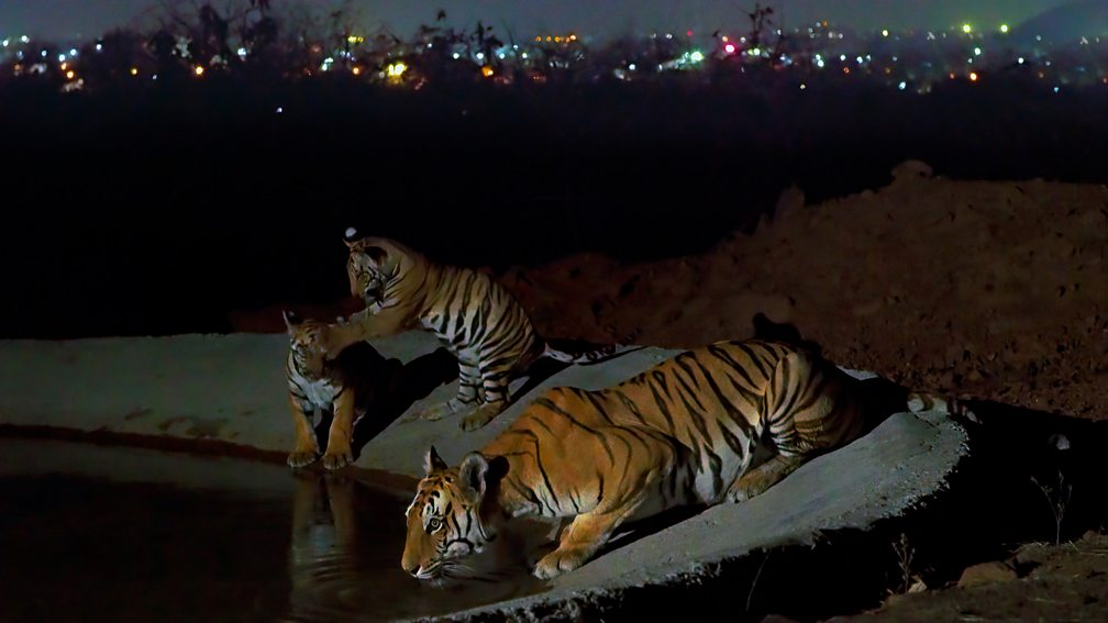 Tigers on the Rise – A Learning a Day